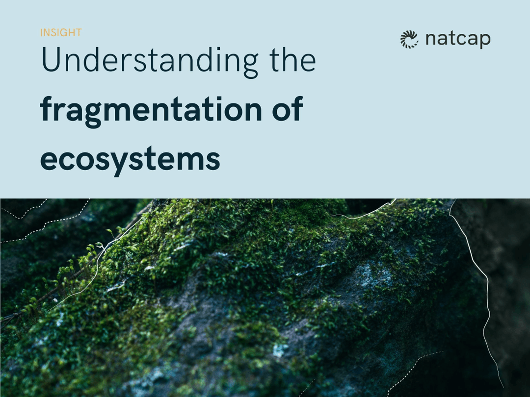 What is the Fragmentation of Ecosystems